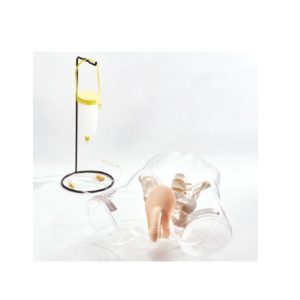 Transparent Male/Female Catheter Model - PrimeMed Medical Device ...